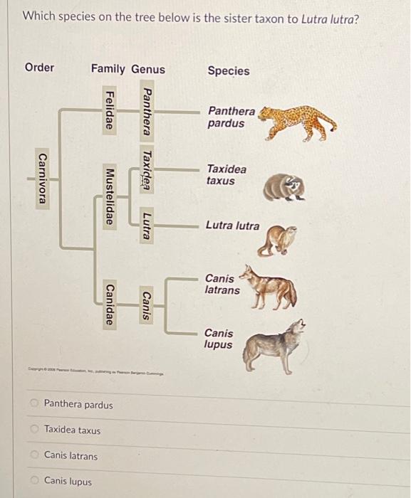Solved Which species on the tree below is the sister taxon | Chegg.com