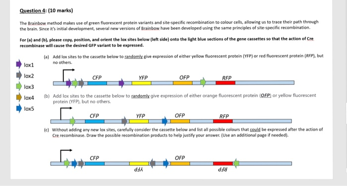 Solved Question 4: (10 marks) The Brainbow method makes use | Chegg.com