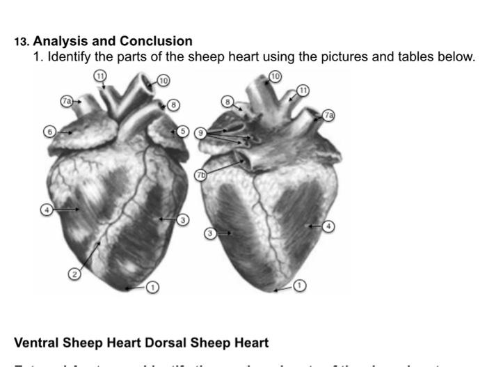 solved-13-analysis-and-conclusion-1-identify-the-parts-of-chegg