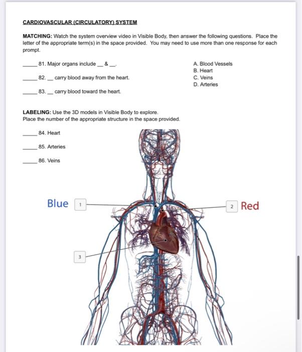 Solved RESPIRATORY SYSTEM MATCHING: Watch the system | Chegg.com