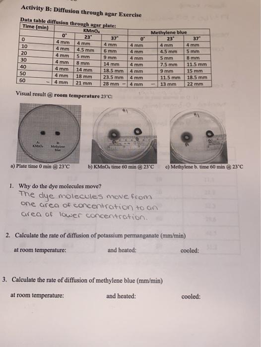 Solved 0 Activity B: Diffusion through agar Exercise Data | Chegg.com