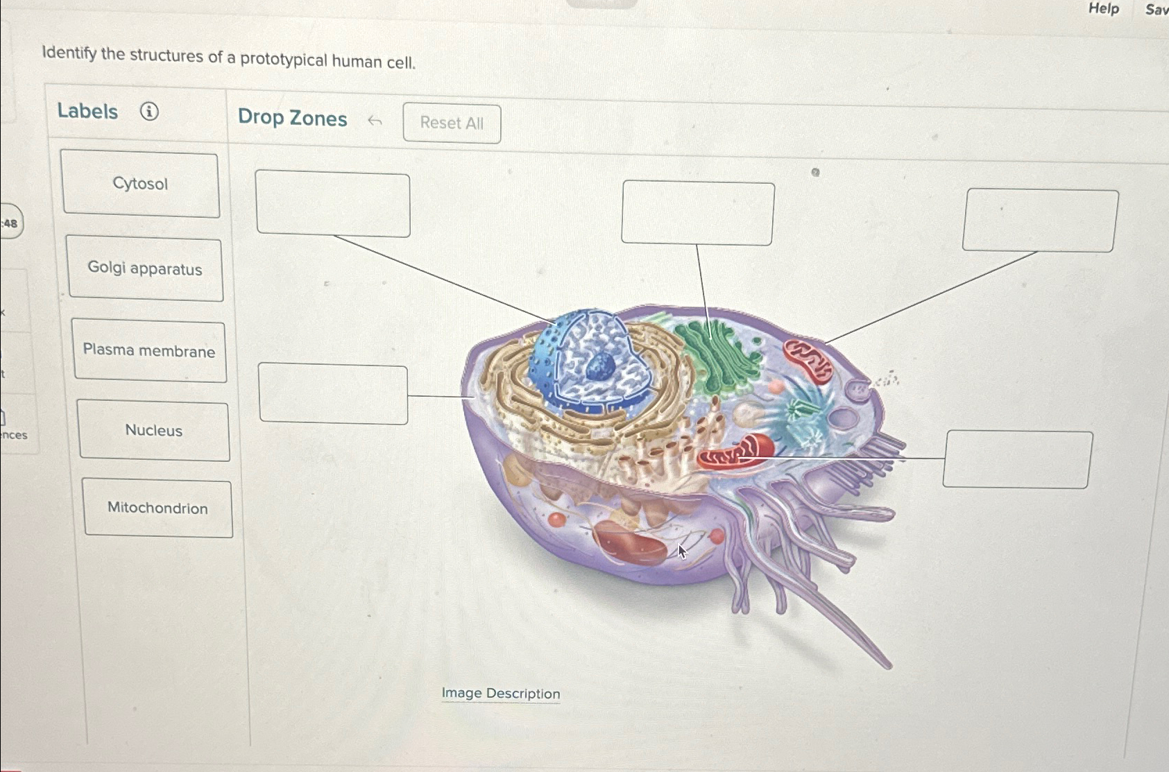 Solved HelpSavIdentify the structures of a prototypical | Chegg.com