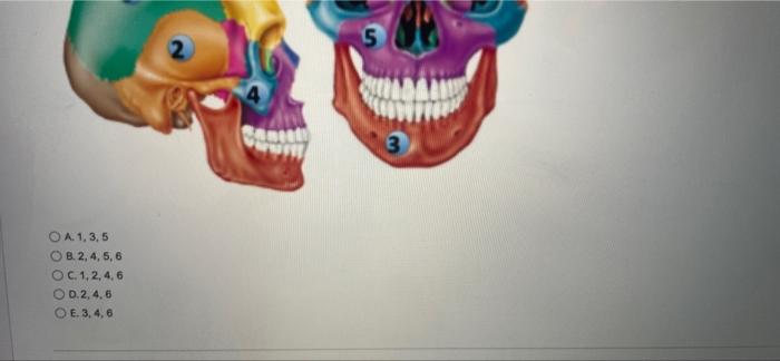 Solved On the image below, identify the paired bones 2 SNG O | Chegg.com