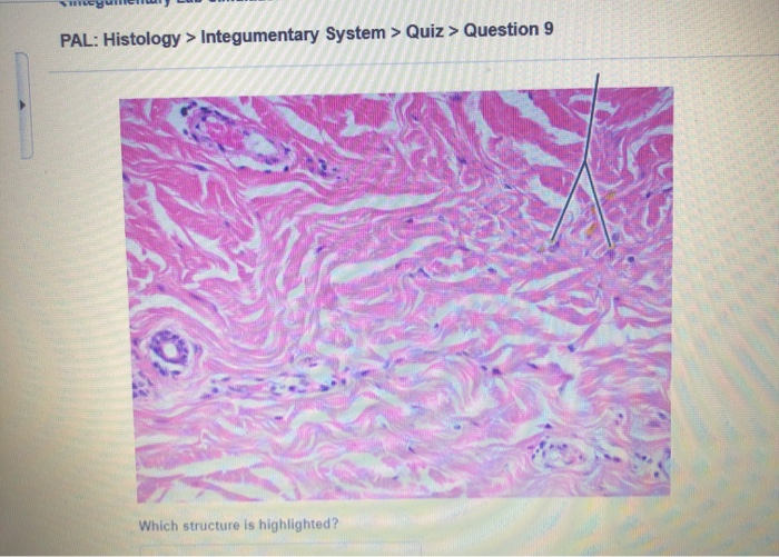 Solved PAL: Histology > Integumentary System > Quiz > | Chegg.com
