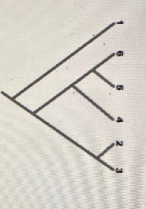 Solved Q1) based on the cladogram, what species has the | Chegg.com