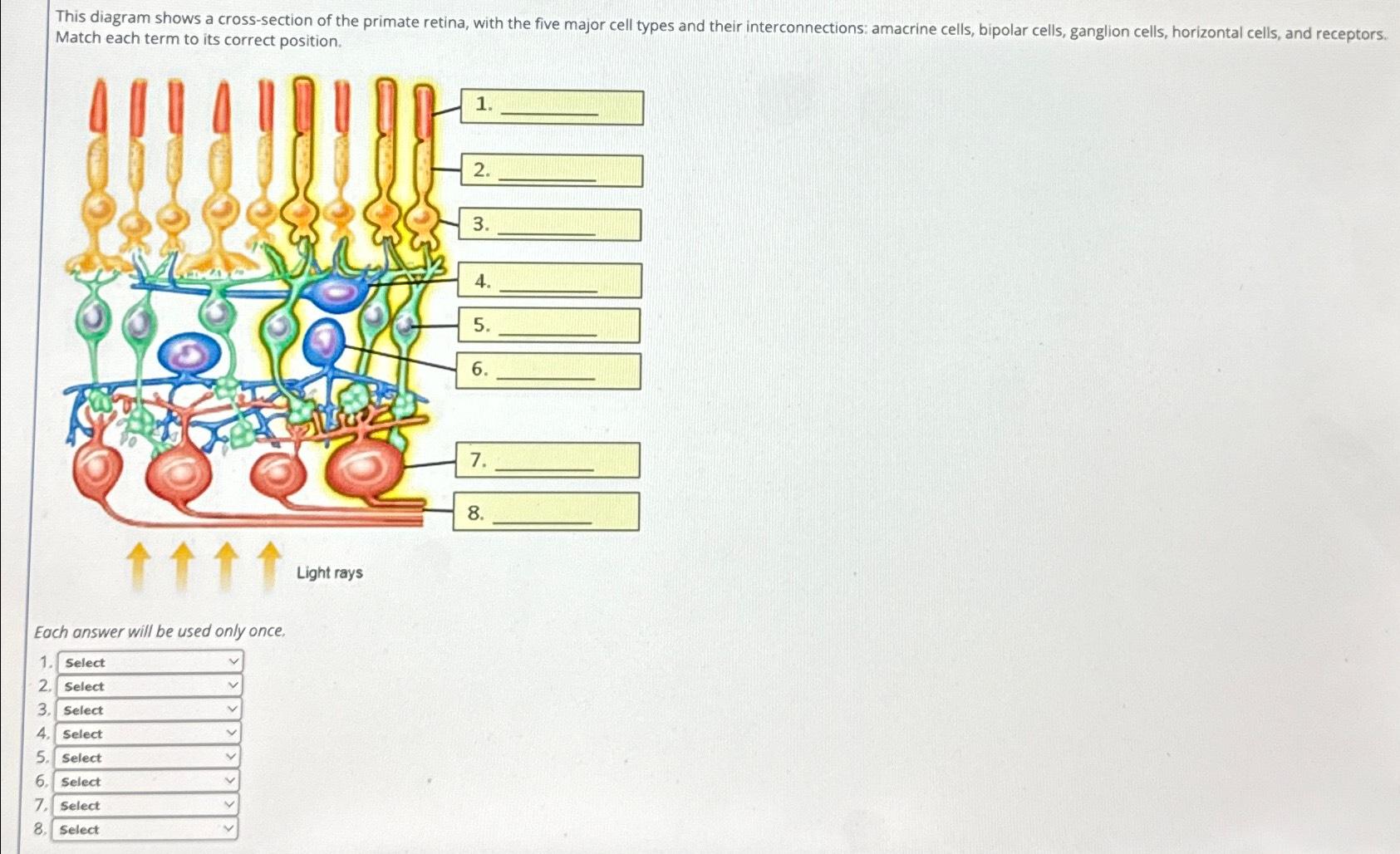 Solved This diagram shows a cross-section of the primate | Chegg.com