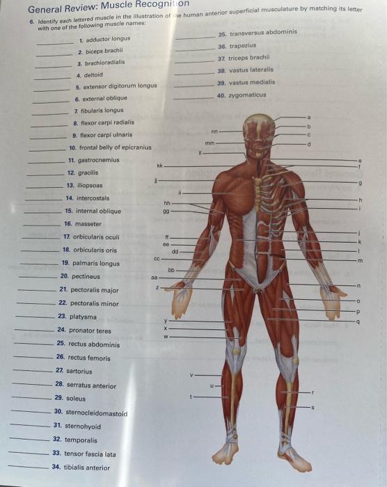 Solved General Review: Muscle Recognition 6. Identity each | Chegg.com