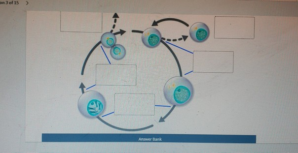 Solved Label each phase of the cell cycle with the | Chegg.com