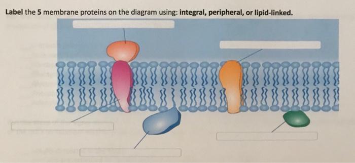 Solved Label the 5 membrane proteins on the diagram using: | Chegg.com