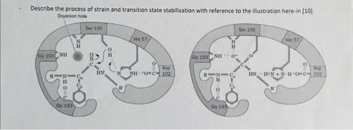 Describe the process of strain and transition state | Chegg.com