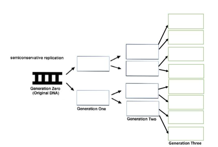 Solved In one experiment, you are given the original DNA | Chegg.com