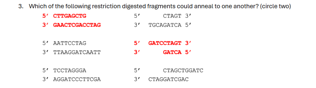 Solved Which of the following restriction digested fragments | Chegg.com