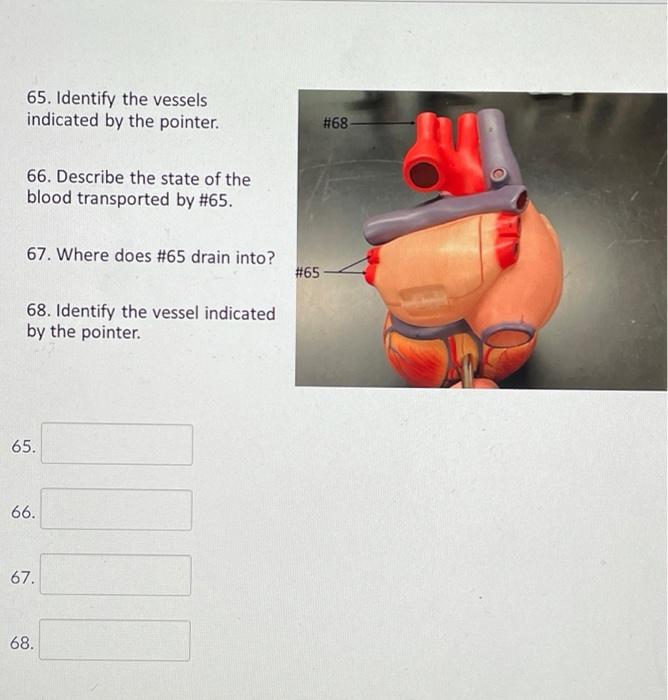 Solved 56. Identify the structure indicated by the pointer. | Chegg.com