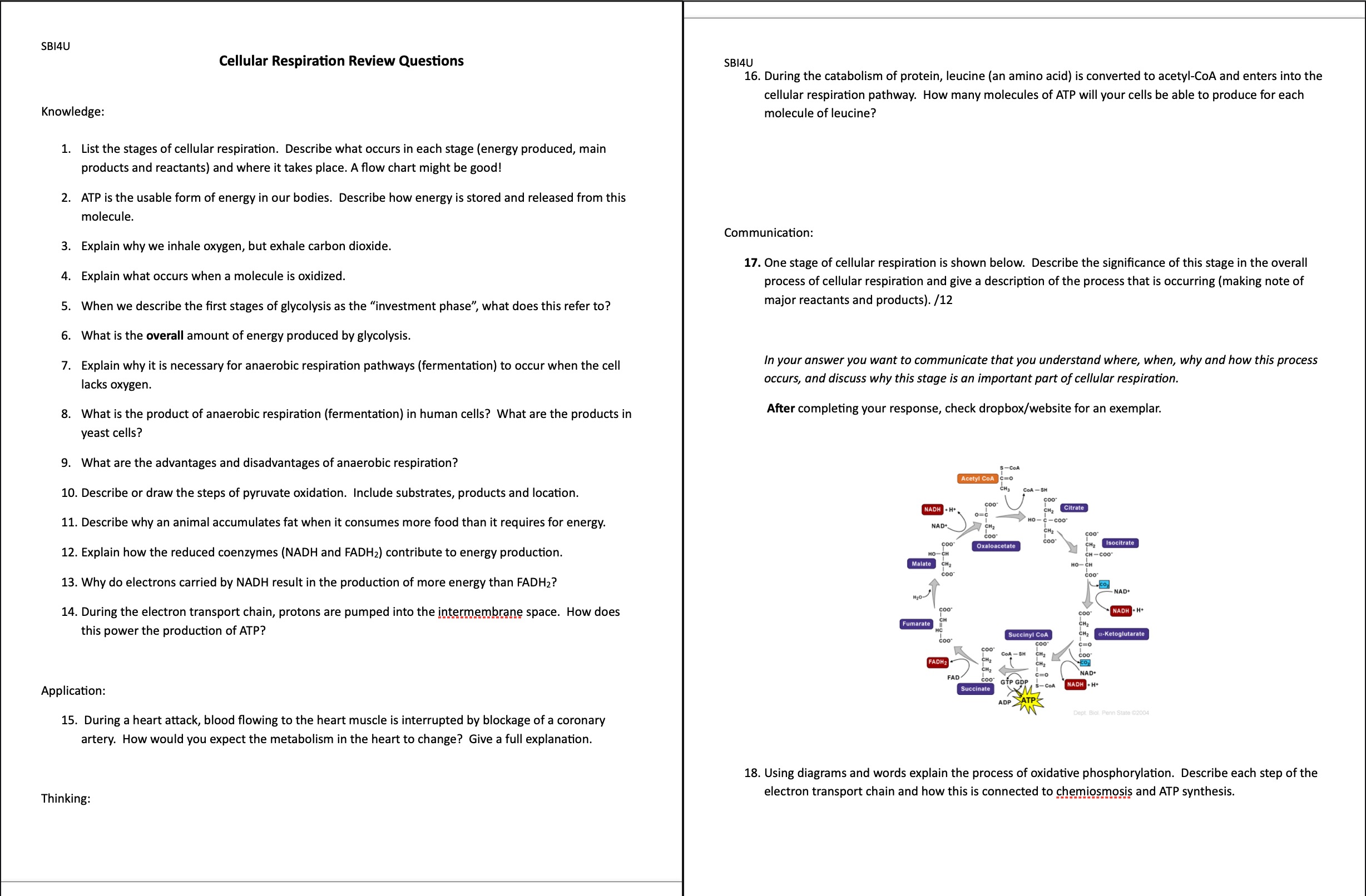 Solved Cellular Respiration Review: (please answer all the | Chegg.com