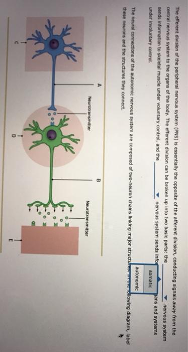 Solved The efferent division of the peripheral nervous | Chegg.com