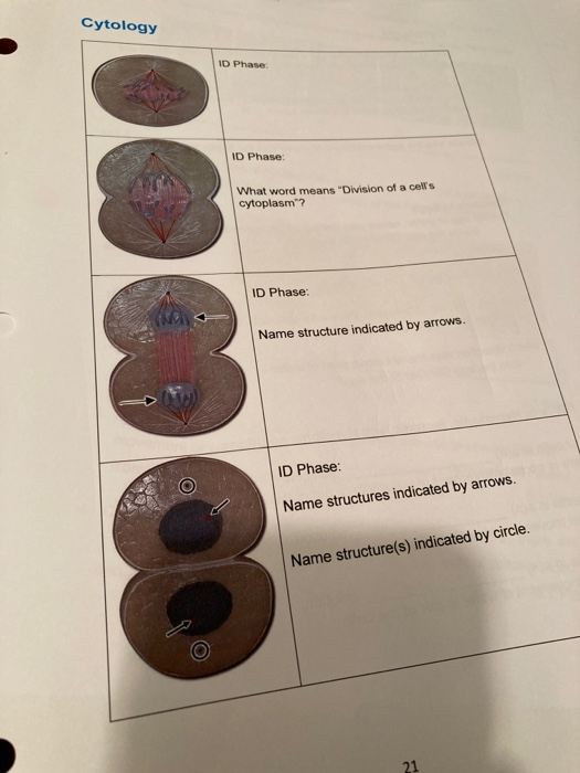 Solved Cytology ID Phase ID Phase: What word means "Division | Chegg.com