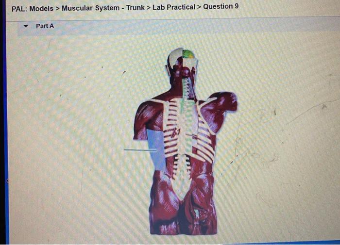Solved PAL: Models > Muscular System - Trunk > Lab Practical | Chegg.com