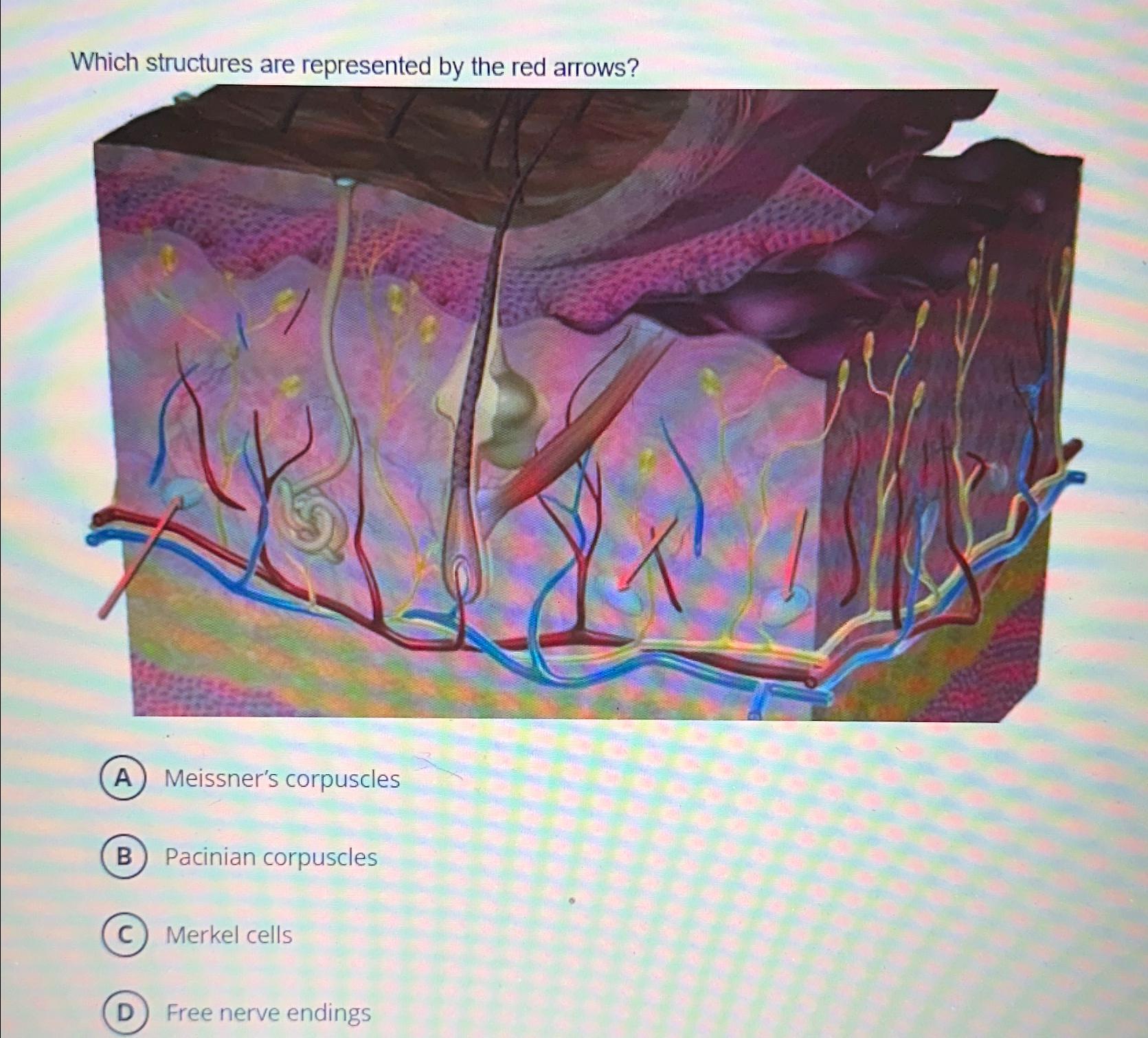 Solved Which structures are represented by the red | Chegg.com
