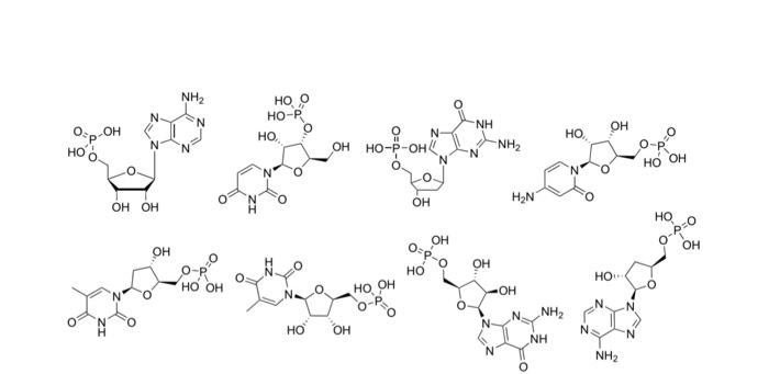 Solved there are 8 nucleotides showb below and when theyre | Chegg.com