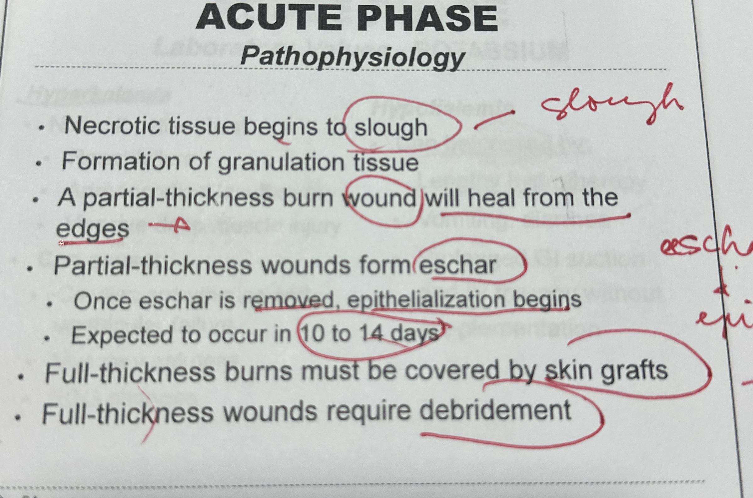 [Solved]: ACUTE PHASE Pathophysiology Necrotic tissue begins