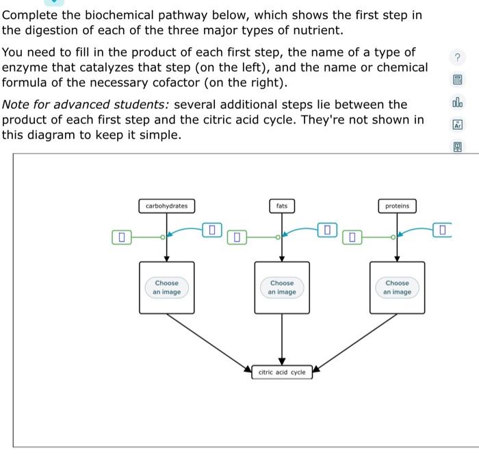 Solved Complete the biochemical pathway below, which shows | Chegg.com