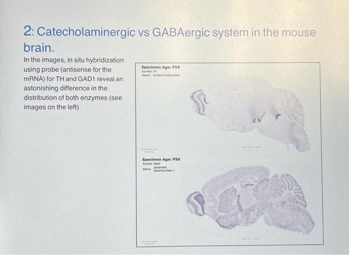 Solved 2: Catecholaminergic vs GABAergic system in the mouse | Chegg.com