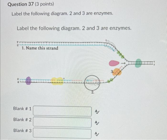 Solved Label the following diagram. Blank \# 1 Blank \# 2 | Chegg.com