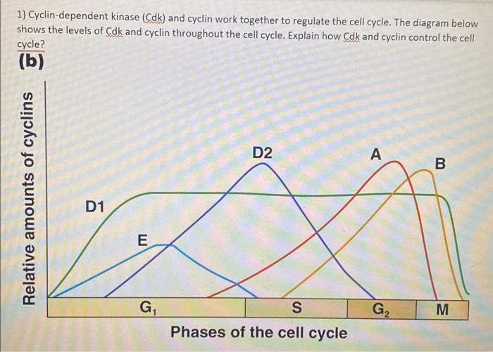 Solved 1) Cyclin-dependent kinase (Cdk) and cyclin work | Chegg.com
