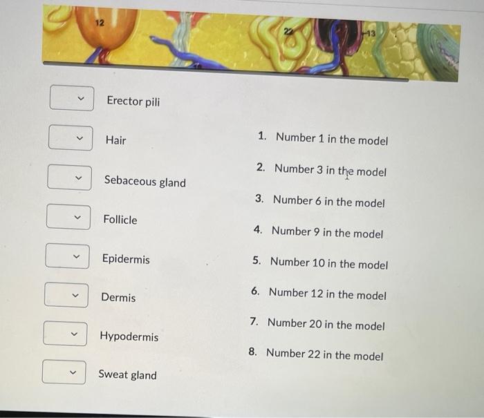 Solved Please match the numbered structures in this model to | Chegg.com
