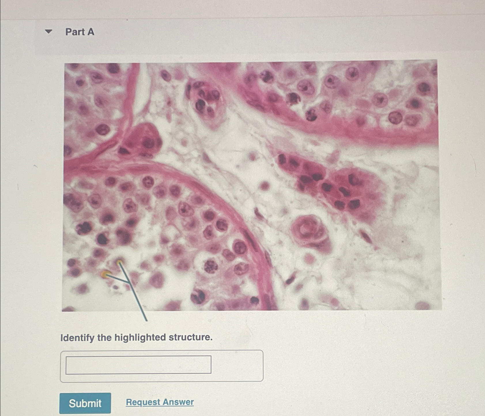Solved Part AIdentify the highlighted structure. | Chegg.com