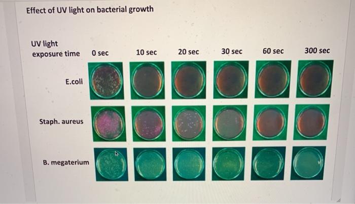Solved Effect of UV light on bacterial growth UV light | Chegg.com