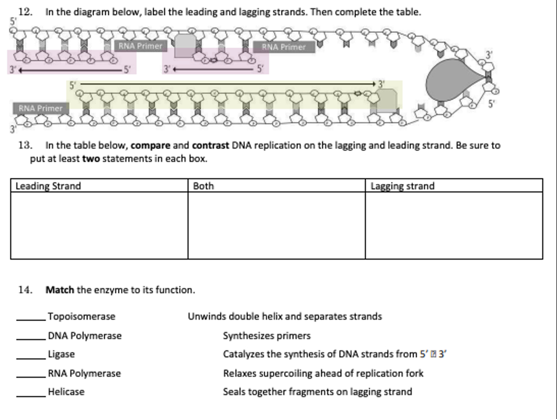 Solved In the diagram below, label the leading and lagging | Chegg.com