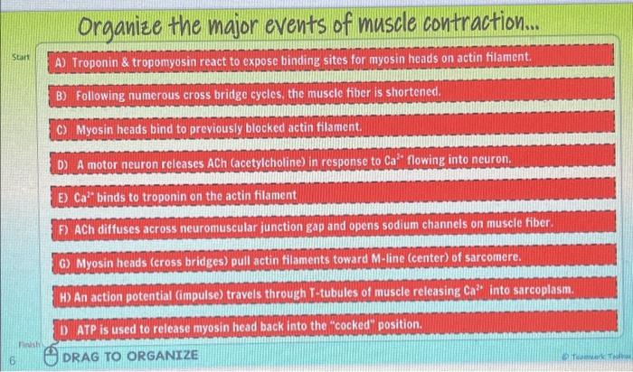 Solved Organize the major events of muscle contraction... A) | Chegg.com