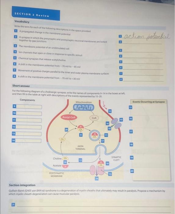 Solved For the following diagram of a cholinergic synapse, | Chegg.com