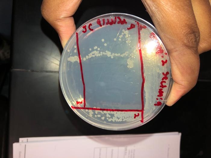 Solved 3. How many of the iwn speciet of bacteris were | Chegg.com