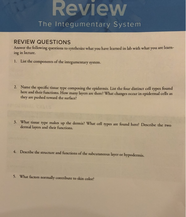 Solved Review The Integumentary System REVIEW QUESTIONS | Chegg.com