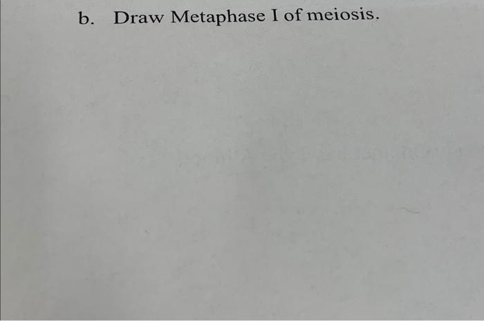 Solved b. Draw Metaphase I of meiosis. | Chegg.com
