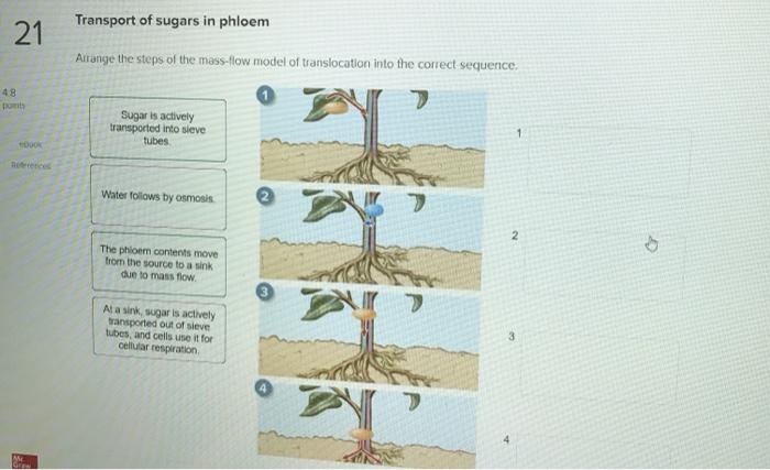 Solved Transport of sugars in phloem 21 Arrange the steps of | Chegg.com