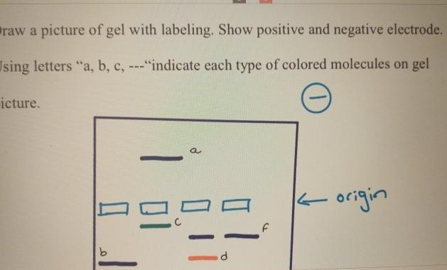 Solved Iraw a picture of gel with labeling. Show positive | Chegg.com