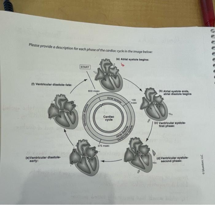 Solved please provide a description for eschc phase of the | Chegg.com
