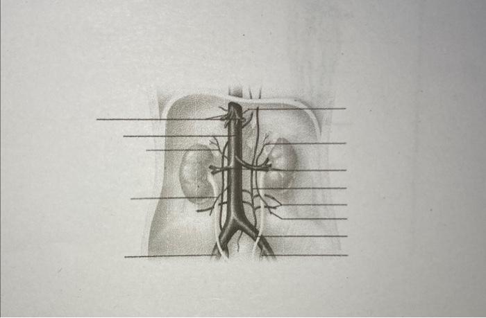 Solved label the blood vessels | Chegg.com