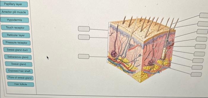 Solved layers of the skin | Chegg.com