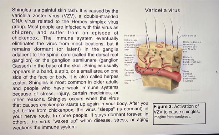 Solved Part 1: Understanding Shingles Case Study: Today's | Chegg.com