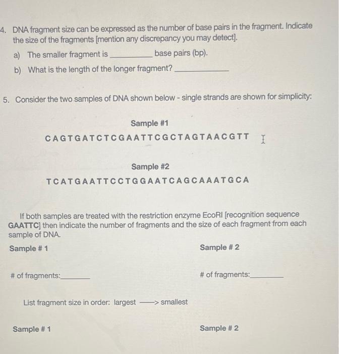 Solved DNA fragment size can be expressed as the number of | Chegg.com