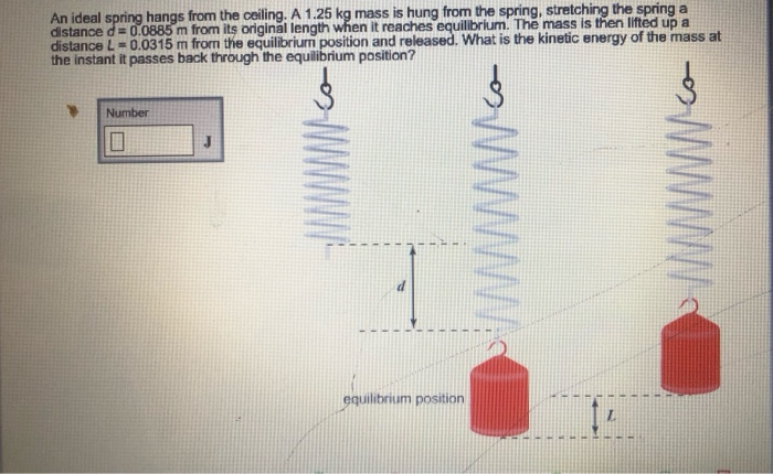 Solved An ideal spring hangs from the ceiling. A 1.25 kg | Chegg.com