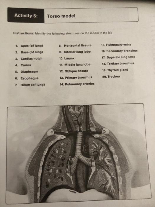 Solved Activity 5: Torso model Instructions: Identify the | Chegg.com