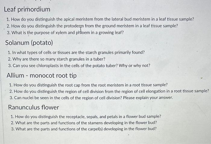 Solved Leaf primordium 1. How do you distinguish the apical | Chegg.com