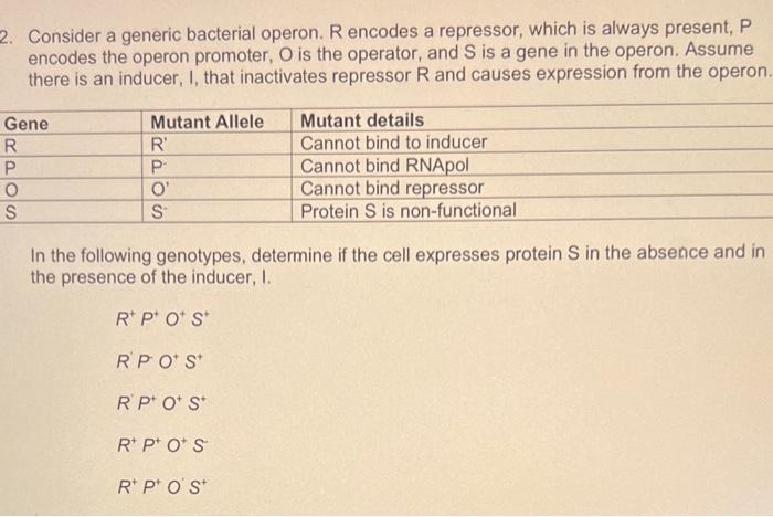 Solved Consider a generic bacterial operon. R encodes a | Chegg.com