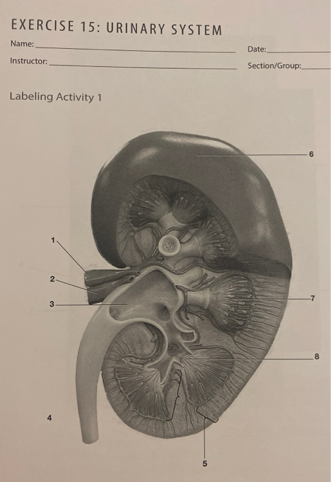 Solved EXERCISE 15: URINARY SYSTEM Name: Date: Instructor: | Chegg.com