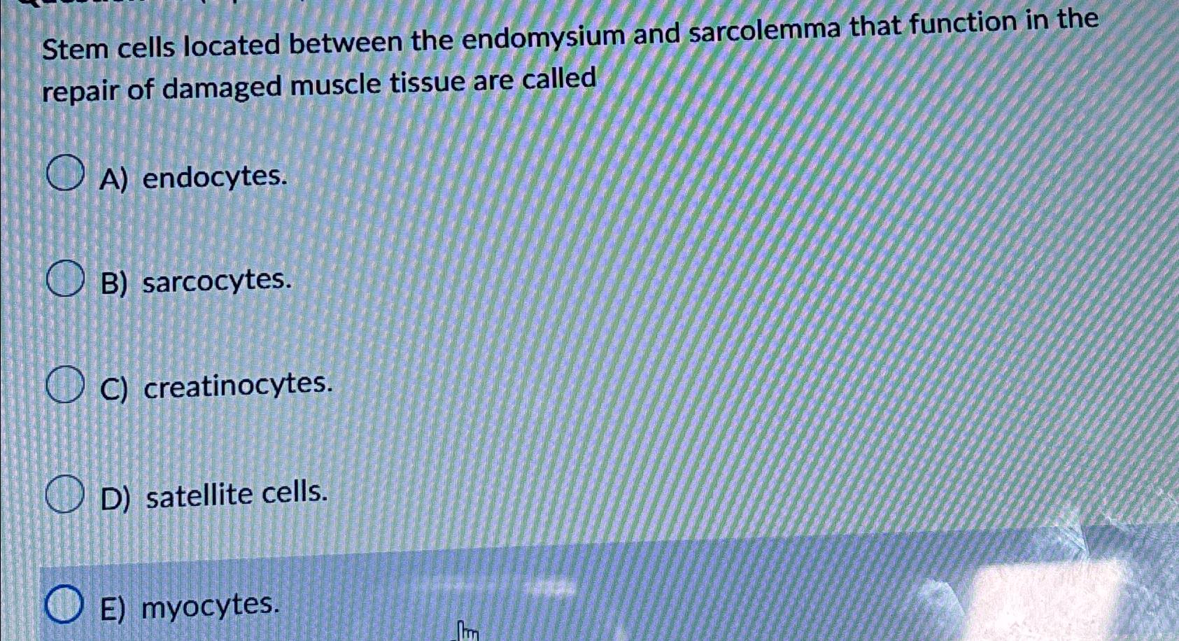 Solved Stem cells located between the endomysium and | Chegg.com